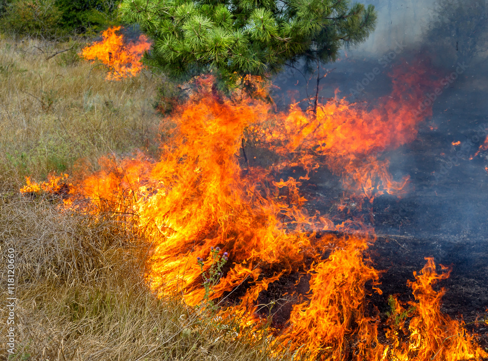Severe drought. Forest fires in the dry wind completely destro Stock ...