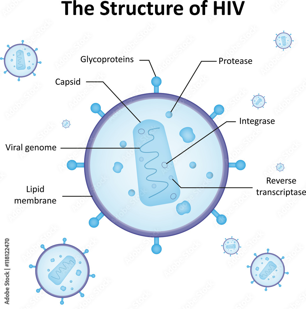 The Structure of HIV Stock Vector | Adobe Stock
