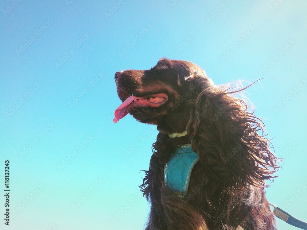 cane Stock Photo | Adobe Stock