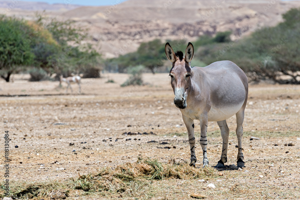 Fotka „Somali wild donkey (Equus africanus) is the forefather of all ...