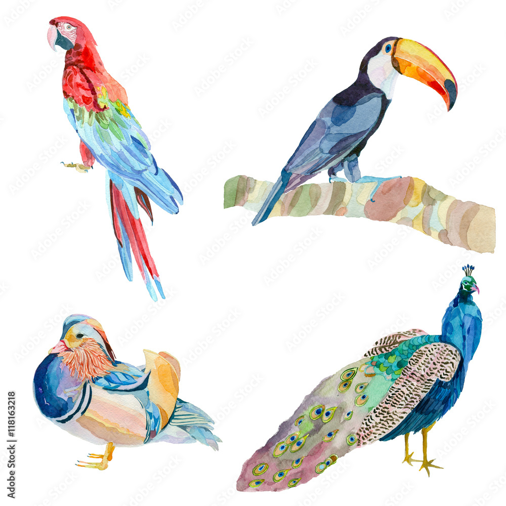 Toucan And Parrot