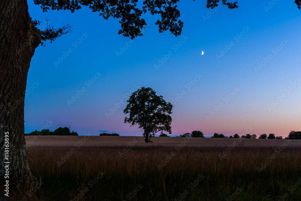 Field With Tree At Night
