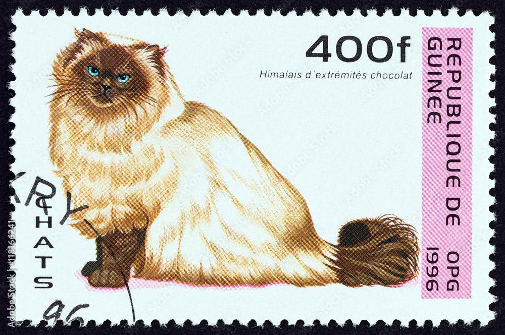 Chocolate Point Himalayan Cat