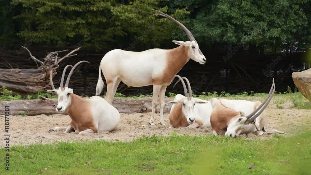 Scimitar-Horned Oryx relaxing in zoo. Magnificent Oryx eating grass ...