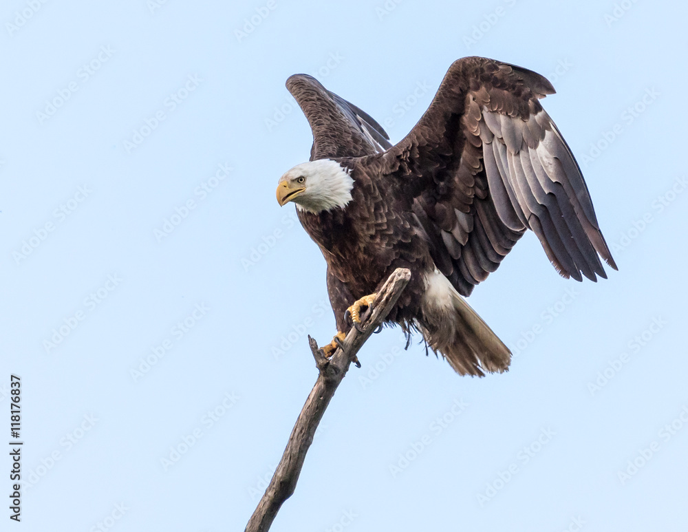 Bald Eagle Landing on a Tree Limb Stock Photo | Adobe Stock