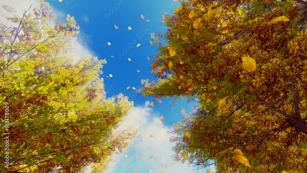 Rotating video of autumn leaves falling from trees in slow motion and ...