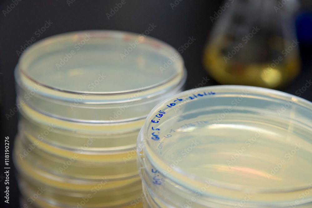 Close-up detail of agar plates inoculated with E. coli, ready for use ...