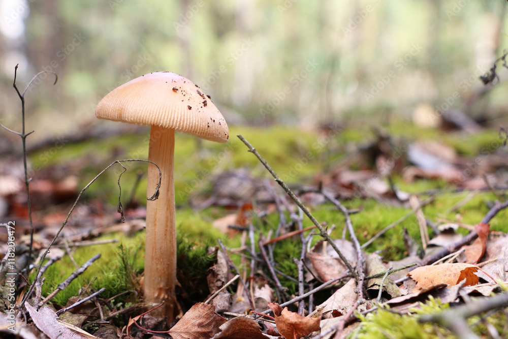 beautiful inedible mushroom Stock Photo | Adobe Stock