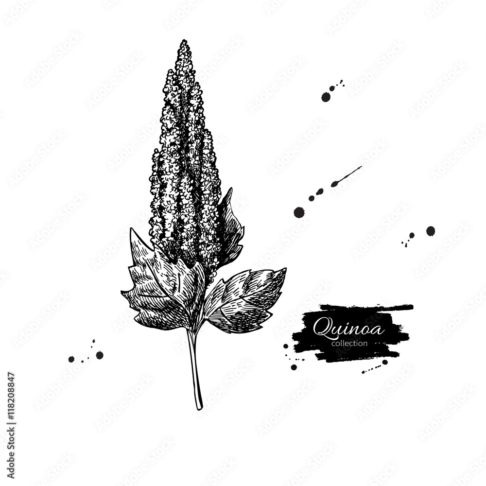 Quinoa vector superfood drawing. Isolated hand drawn illustrati Stock ...