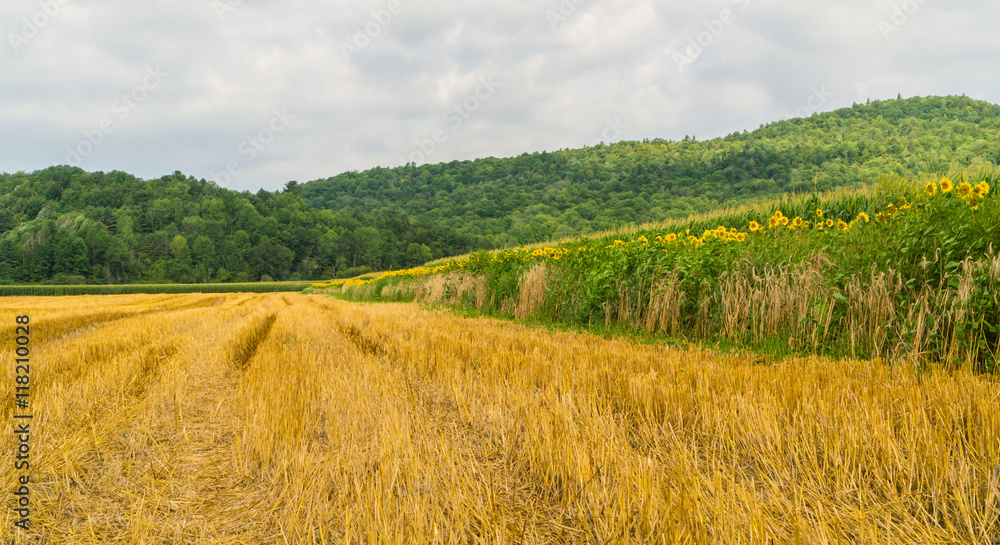 diversifying Vermont crops for localvore breweries and bakeries: golden ...