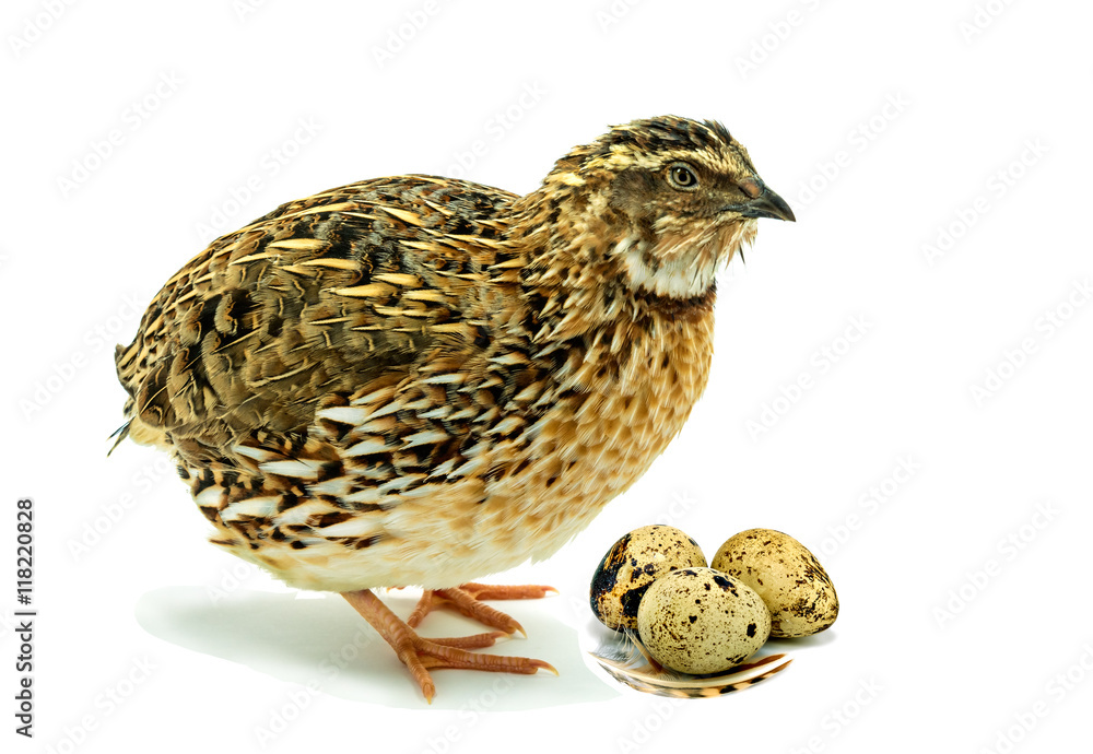 Laying hen of domesticated quail with eggs isolated on white background ...