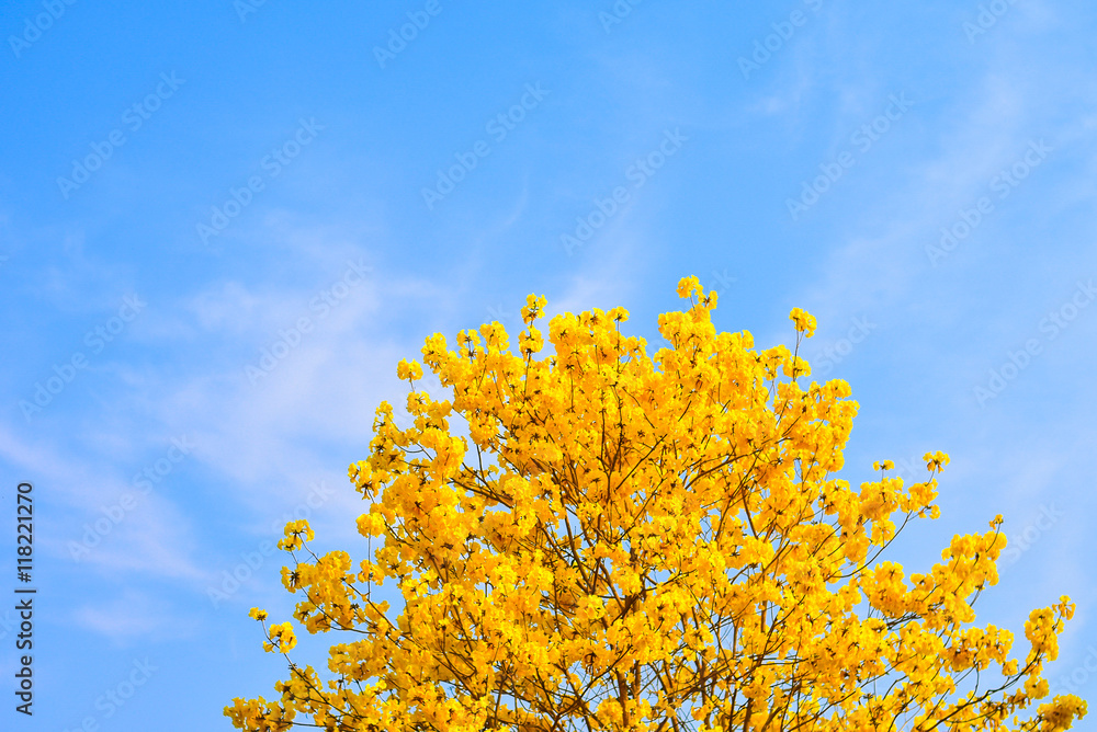 Yellow Tree Logo Name