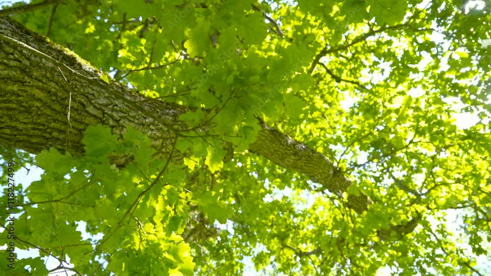 The Oak tree with the leaves waving. Quercus robur commonly known as ...