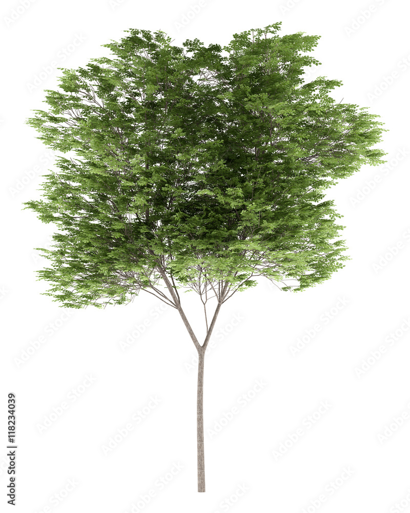 common beech tree isolated on white background Stock Photo | Adobe Stock