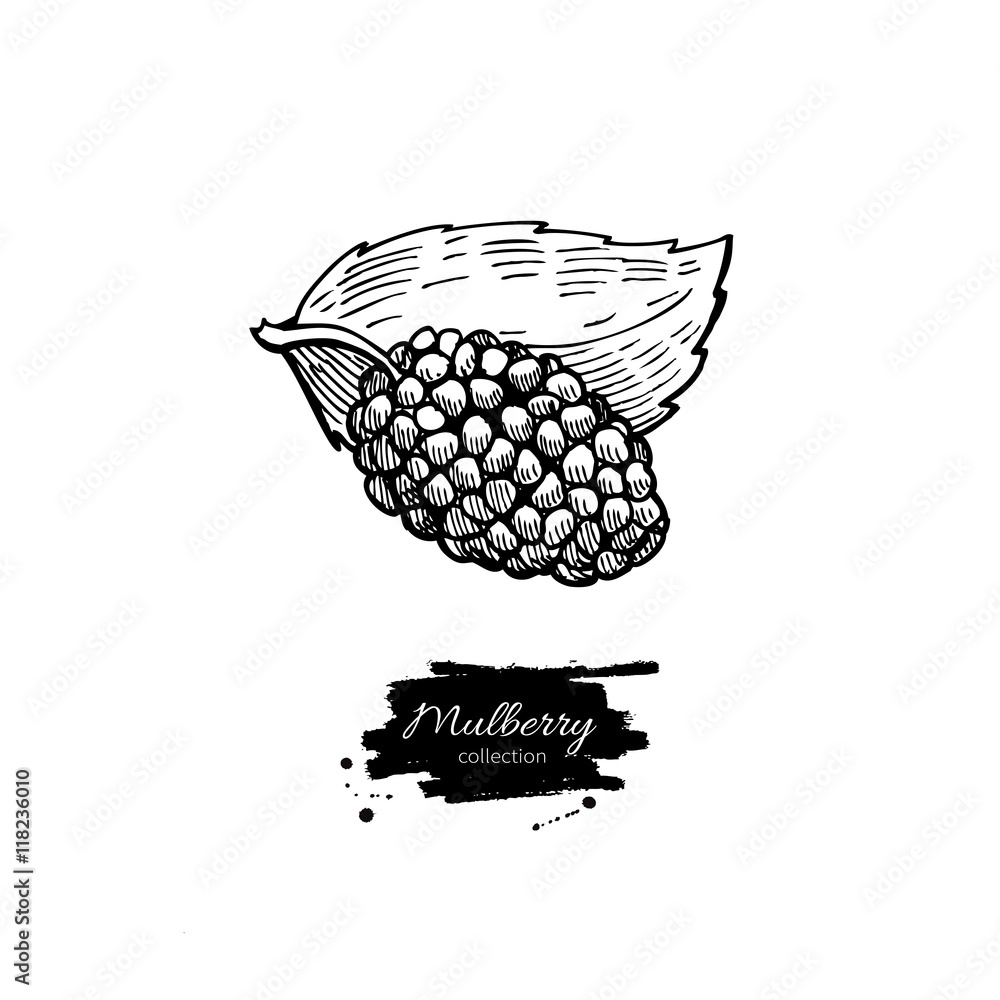 Mulberry vector superfood drawing. Isolated hand drawn illustra Stock ...
