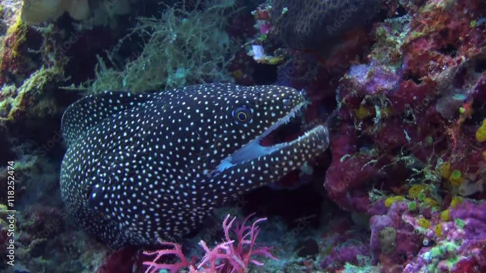 Large Black Spotted moray eel sitting along the reef in search of food ...