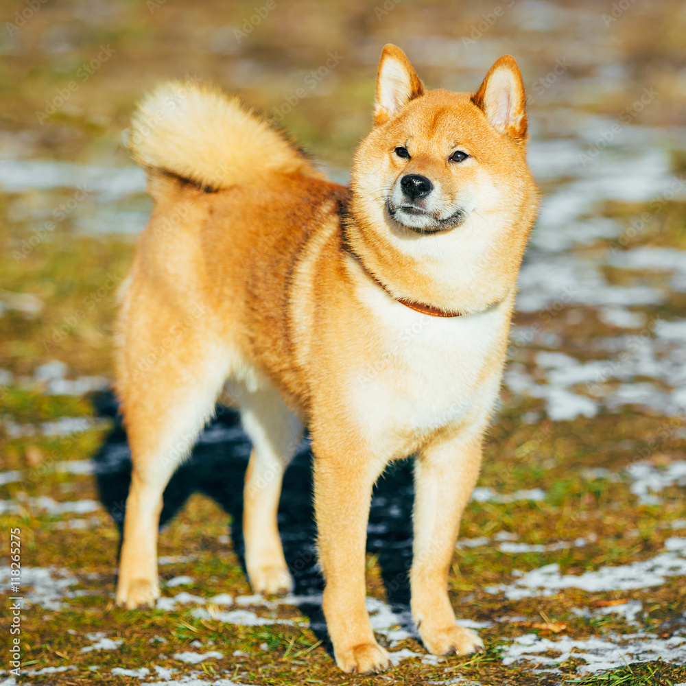 Beautiful Red Shiba Inu Puppy Dog Staying Outdoor In Spring Stock Photo ...