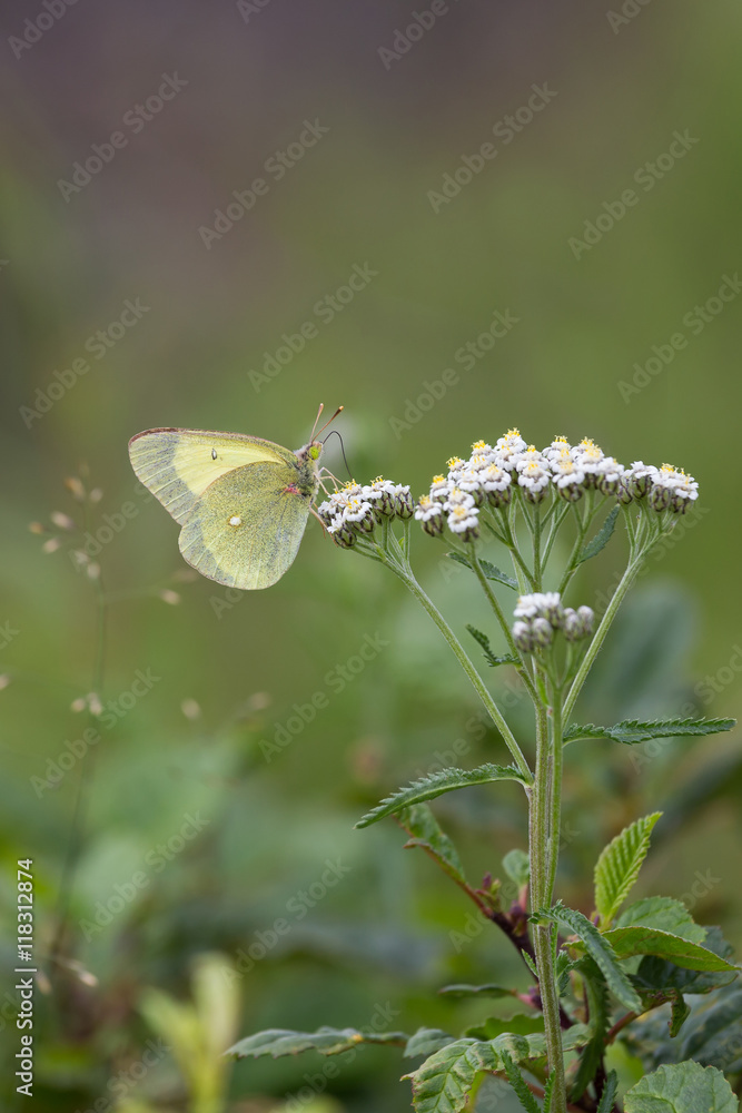 light green butterfly Stock Photo | Adobe Stock