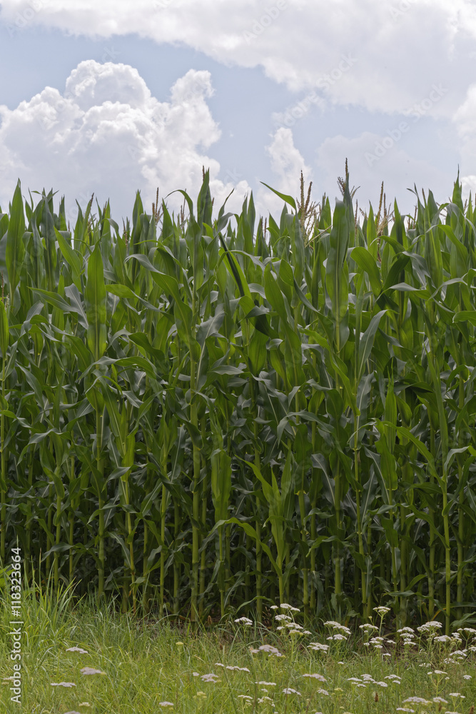 corn field Stock Photo | Adobe Stock