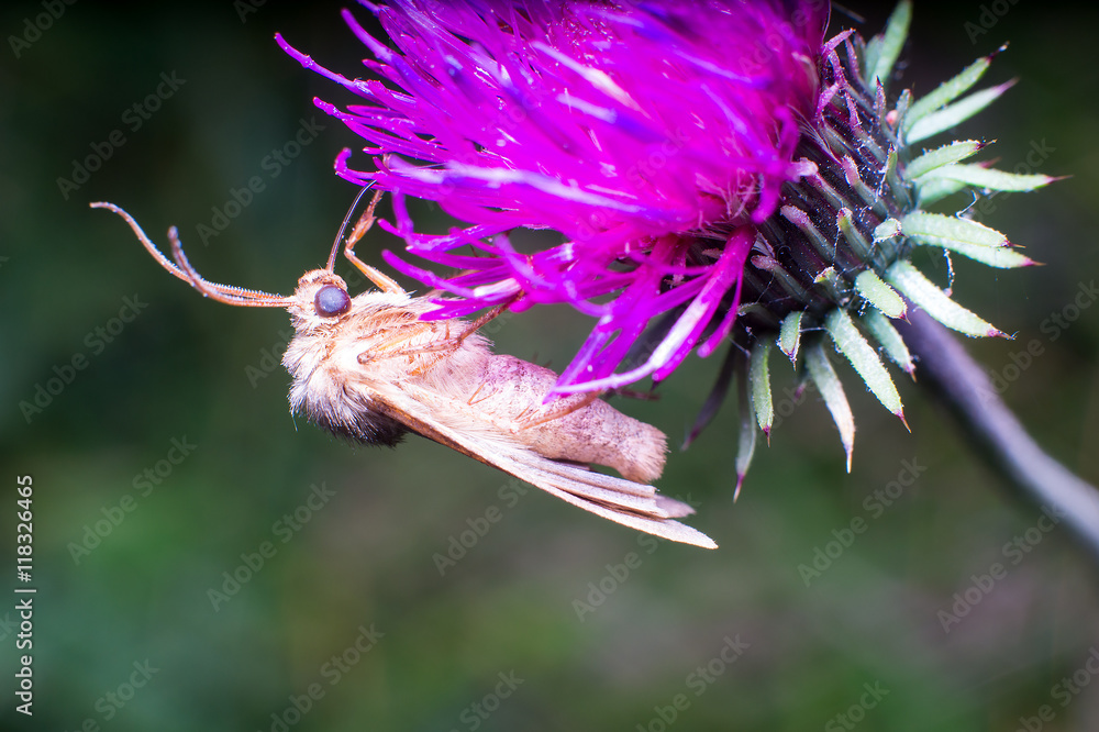 Farfalla, falena, insetto macro. Insetto macro su fiore, farfallina su ...