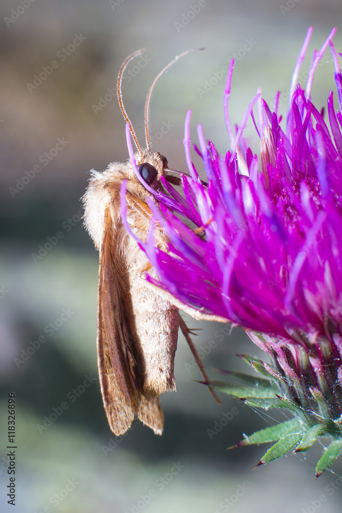 Farfalla, falena, insetto macro. Insetto macro su fiore, farfallina su ...