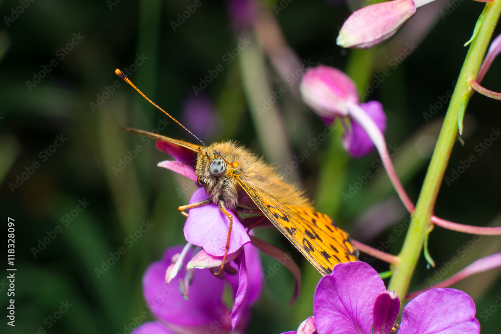 Farfalla, falena, insetto macro. Insetto macro su fiore, farfallina su ...