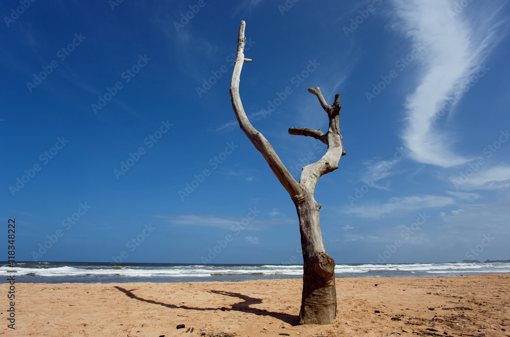 Dead tree on the beach of Balapitiya. Untouched tropical beach. Stock ...