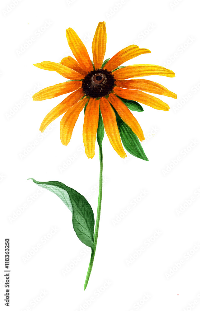 Watercolor flower rudbeckia. Hand painted isolated design element ...