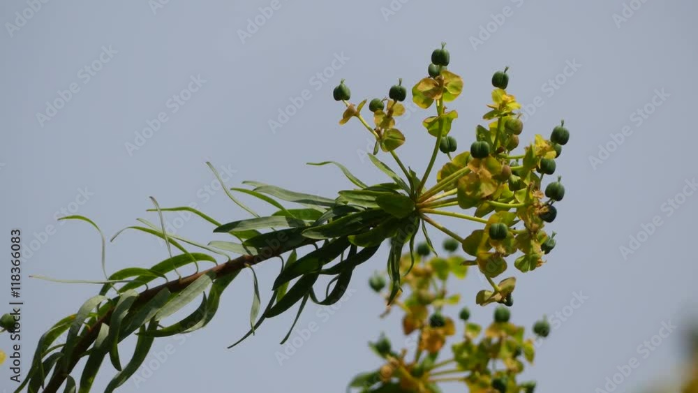 Euphorbia dendroides, also known as Tree Spurge, is a small tree of the ...