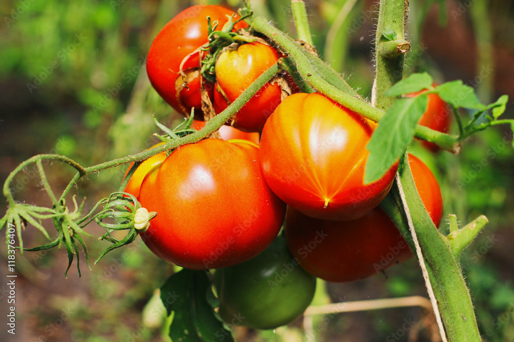 ox heart tomatoes Foto Stok | Adobe Stock