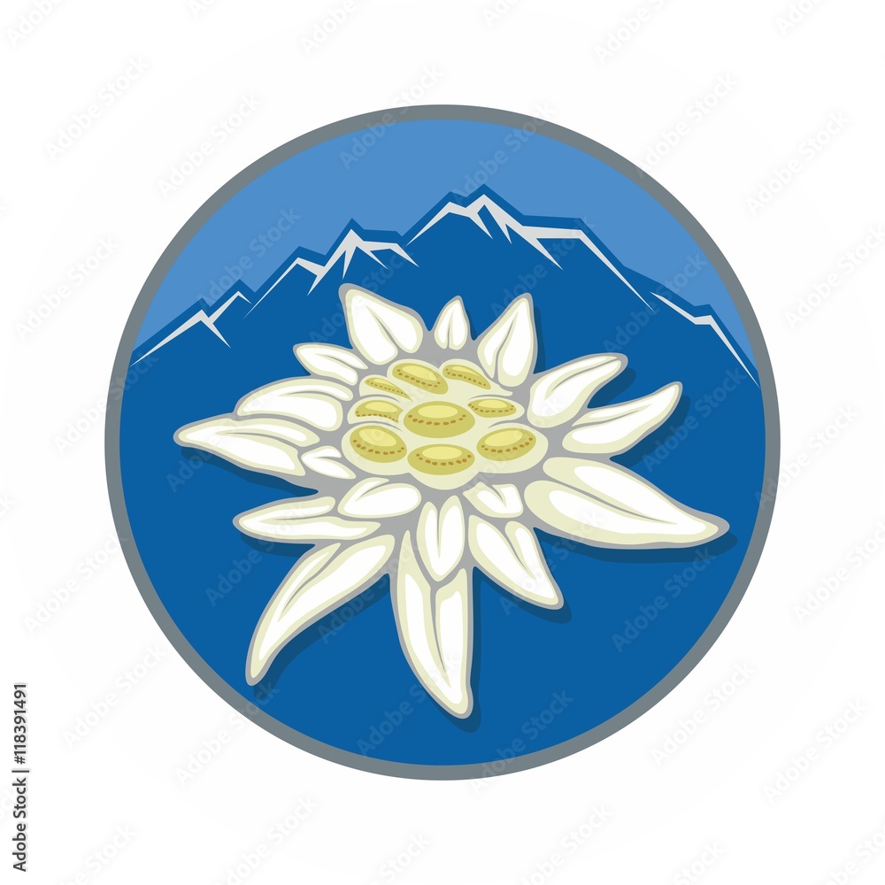 Blooming edelweiss flower. Symbol of Alp mountains. Beautiful postcard ...