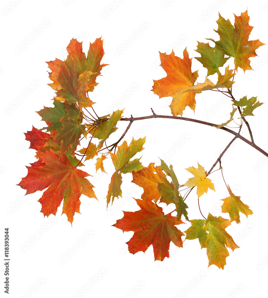 Branch of autumn maple leaves isolated on white background Stock Photo ...