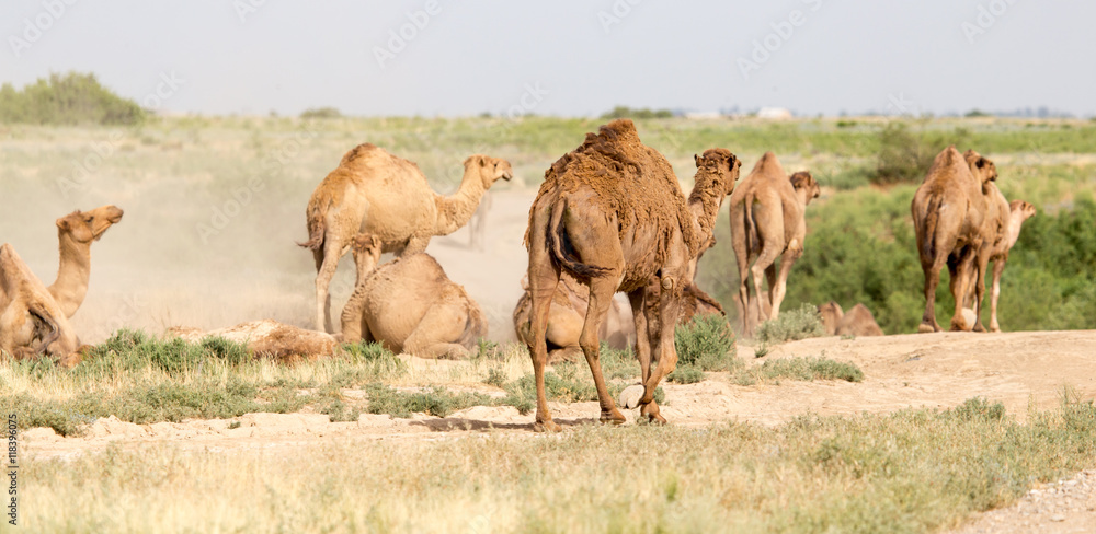 camels lie in the dust in nature Stock Photo | Adobe Stock