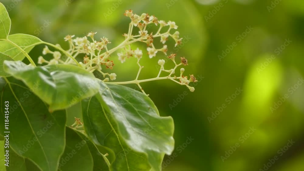 Cinnamomum camphora (commonly known as camphor tree, camphorwood or ...