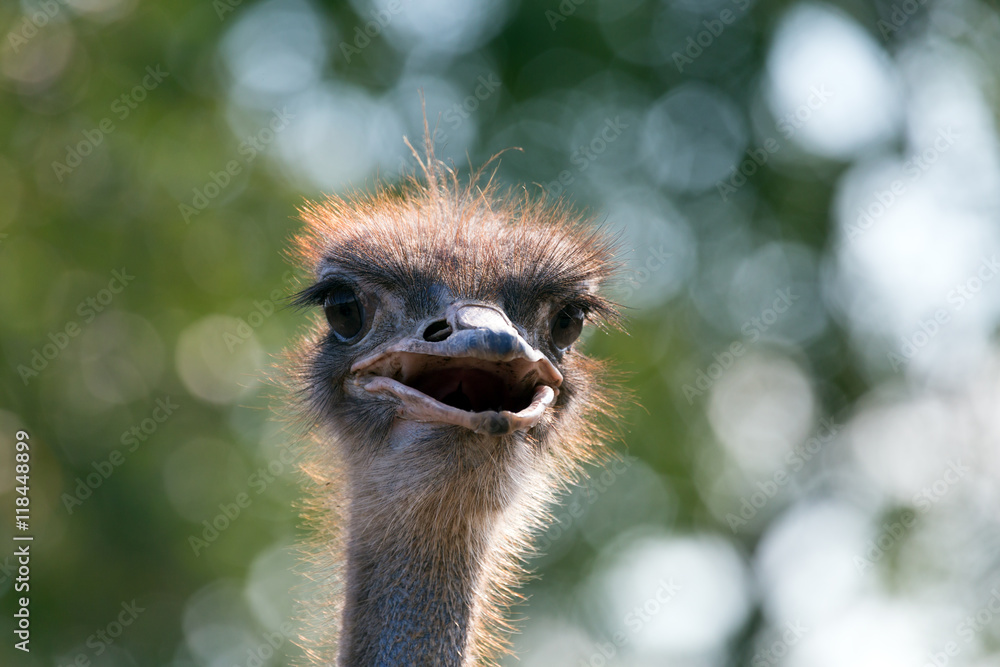 Smiling Ostrich Head
