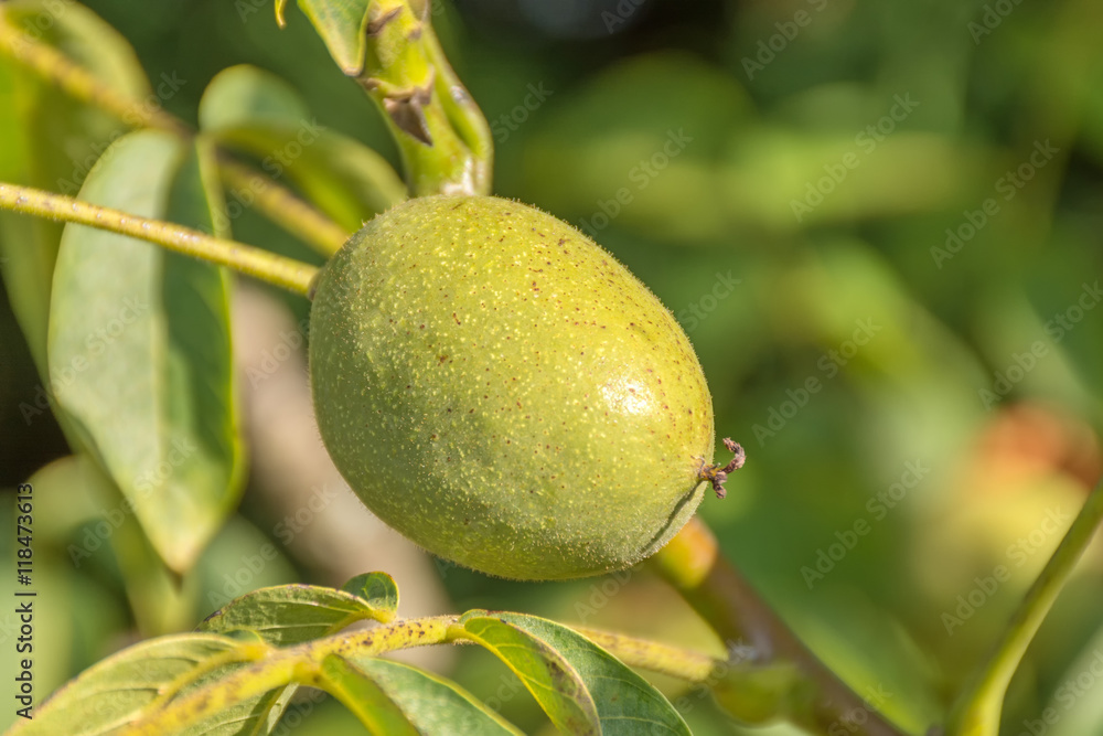 noix verte, fruit du noyer Stock-Foto | Adobe Stock