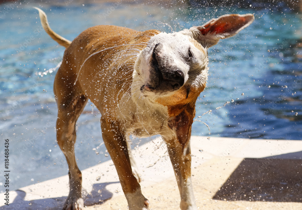 Dog shaking off water after swimming Stock Photo | Adobe Stock