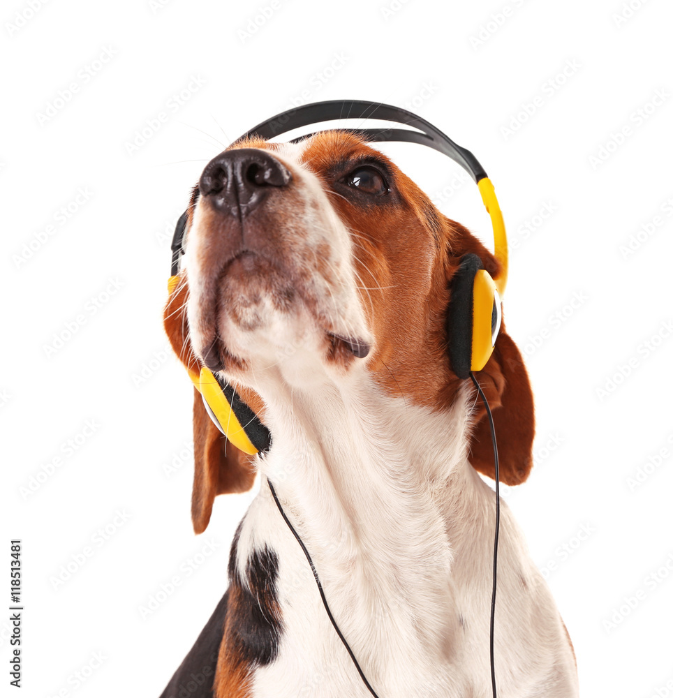 Doge With Headphones