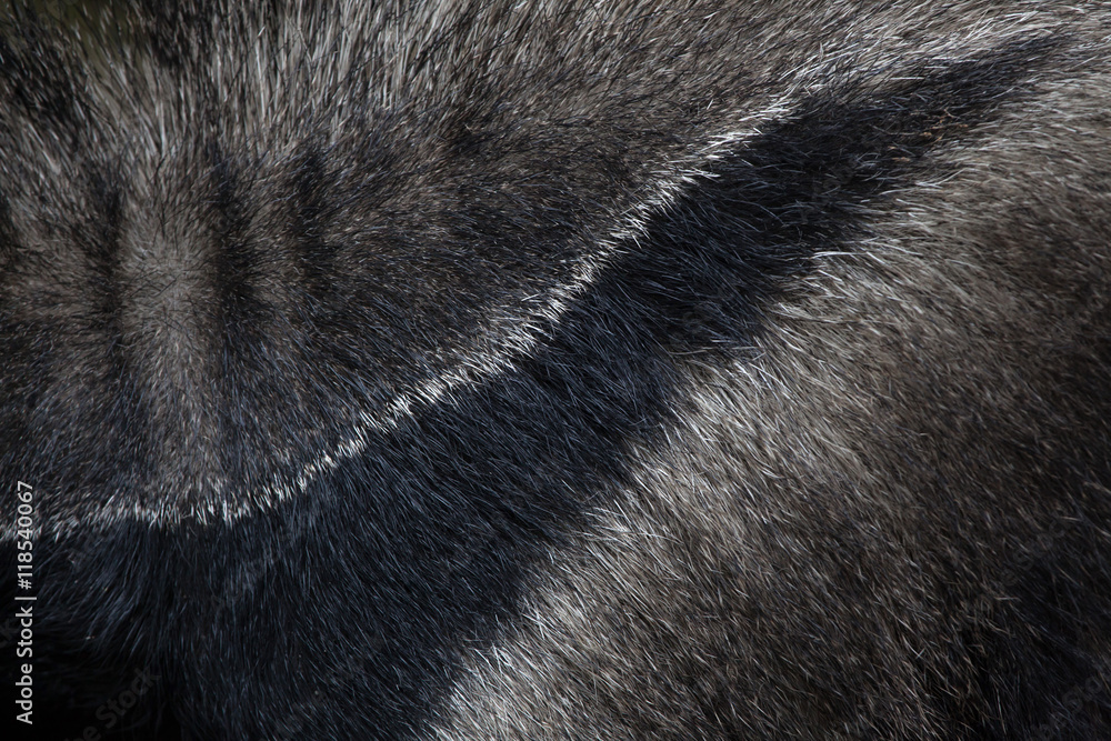 Giant anteater (Myrmecophaga tridactyla). Skin texture. Stock Photo ...