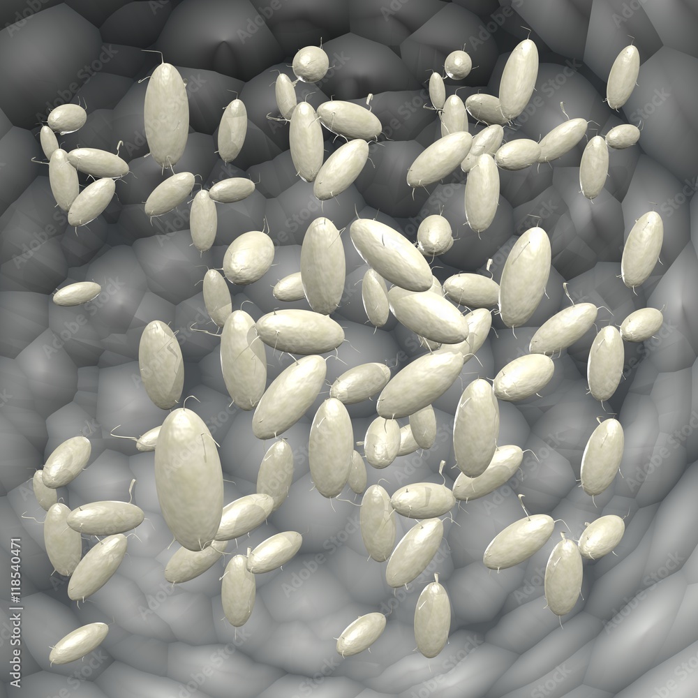 listeria bacterium, 3D rendering Stock Illustration | Adobe Stock