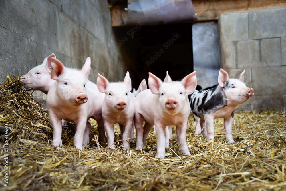 Ferkel im Strohstall, kuriose Formation Stock Photo | Adobe Stock