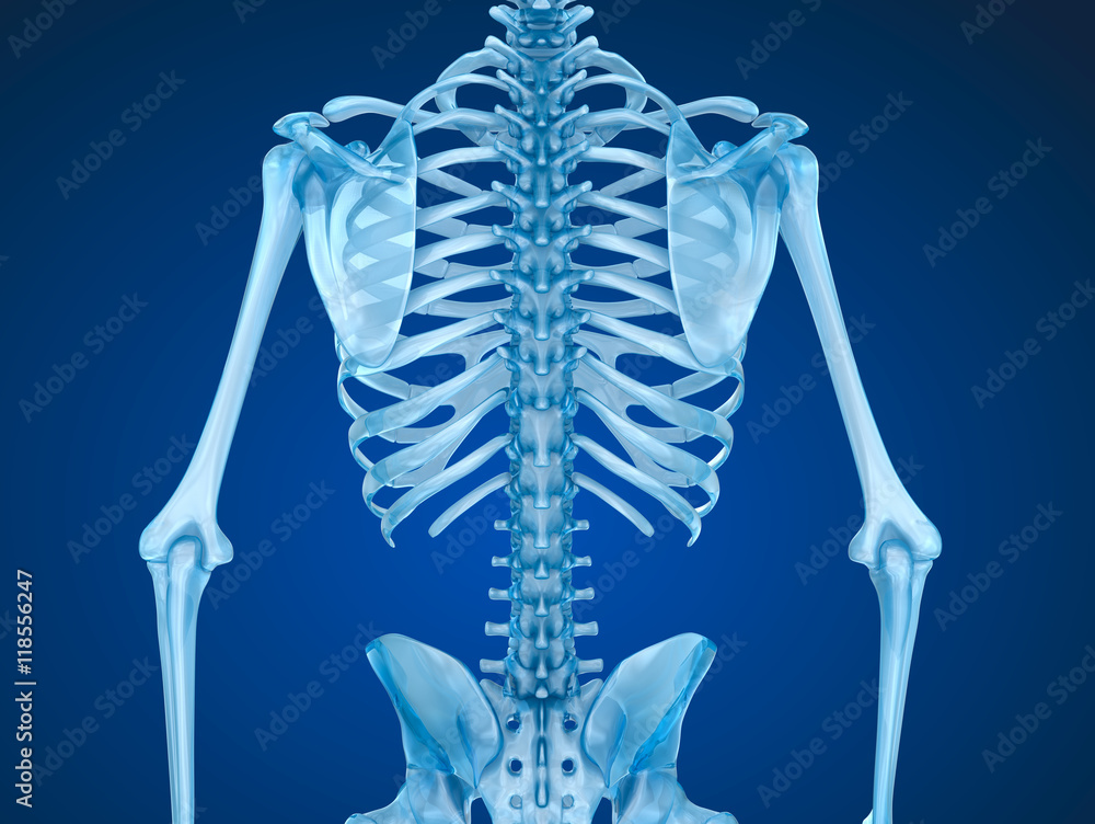Human skeleton: breast chest. Front view. Medically accurate 3D ...