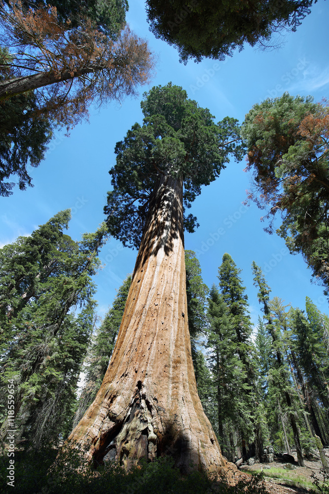 General Sherman tree in Giant Forest of Sequoia National Park Stock ...