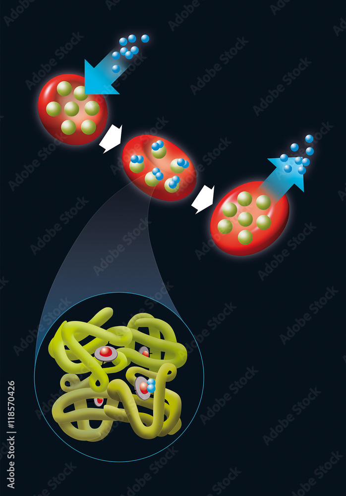 Schema of haemoglobin transporting oxygen molecules Stock Illustration ...