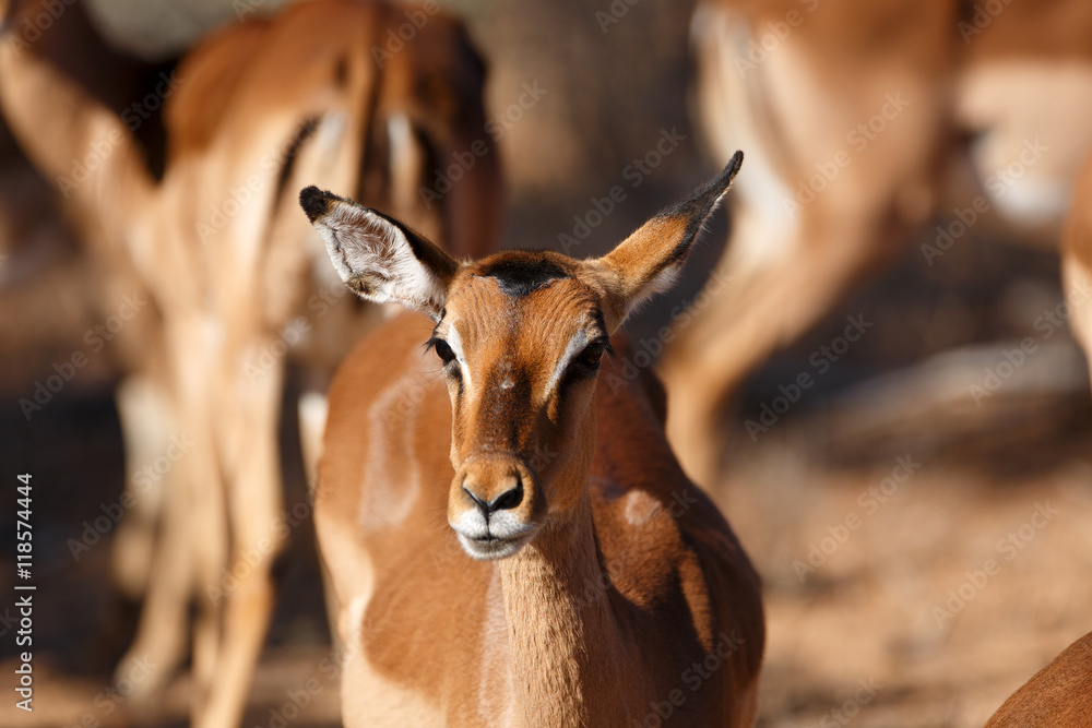 Impala Stock Photo | Adobe Stock