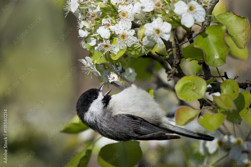 A cute Carolina Chickadee hangs from a branch filled with spring white ...
