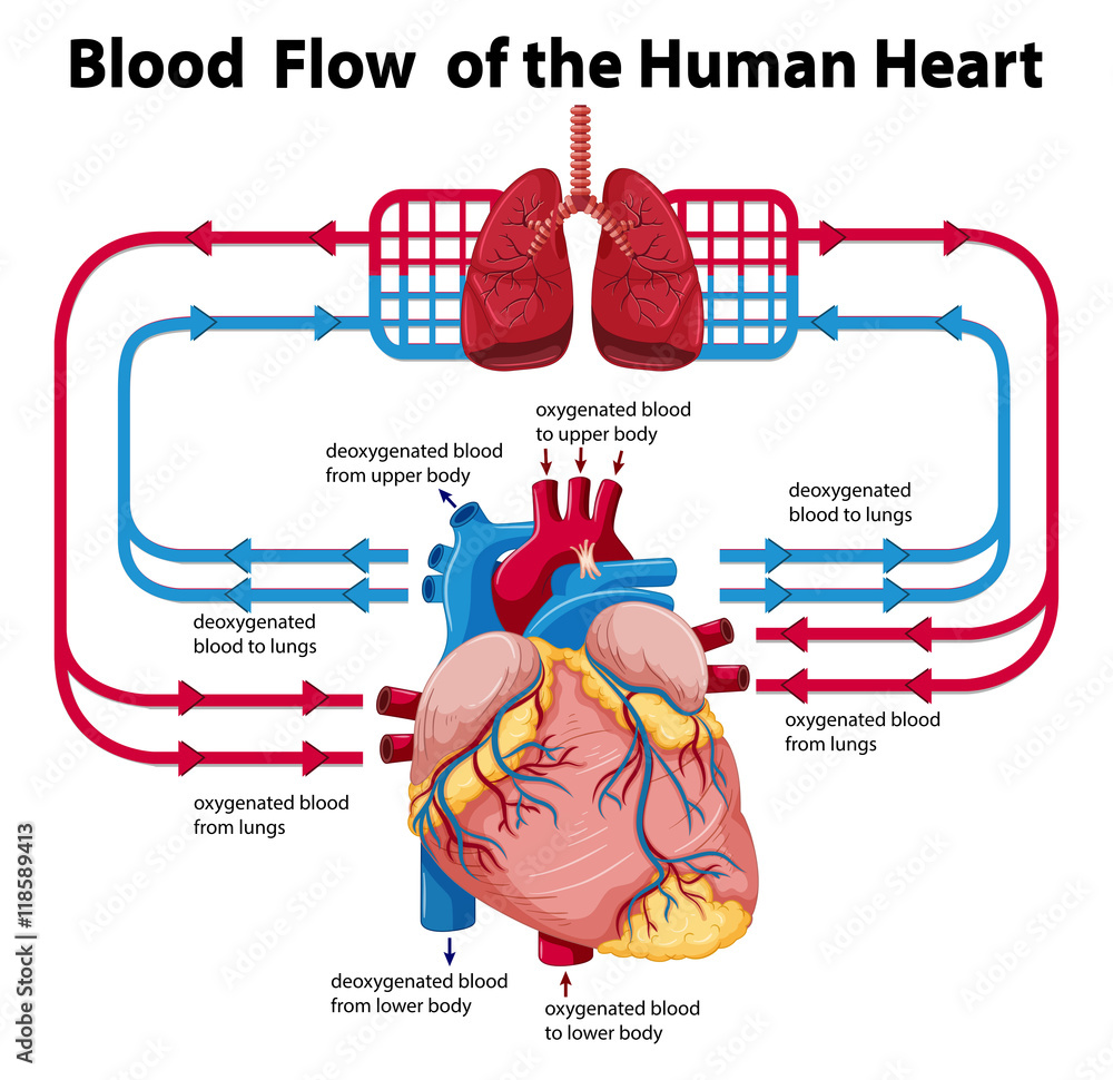 Vecteur Stock Diagram Showing Blood Flow Of Human Heart Adobe Stock