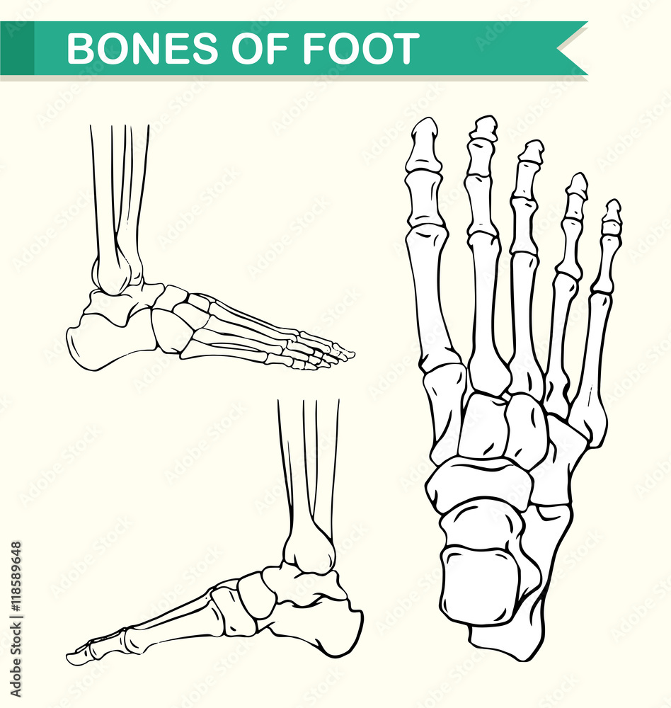 Diagram showing bones of foot Stock Vector | Adobe Stock