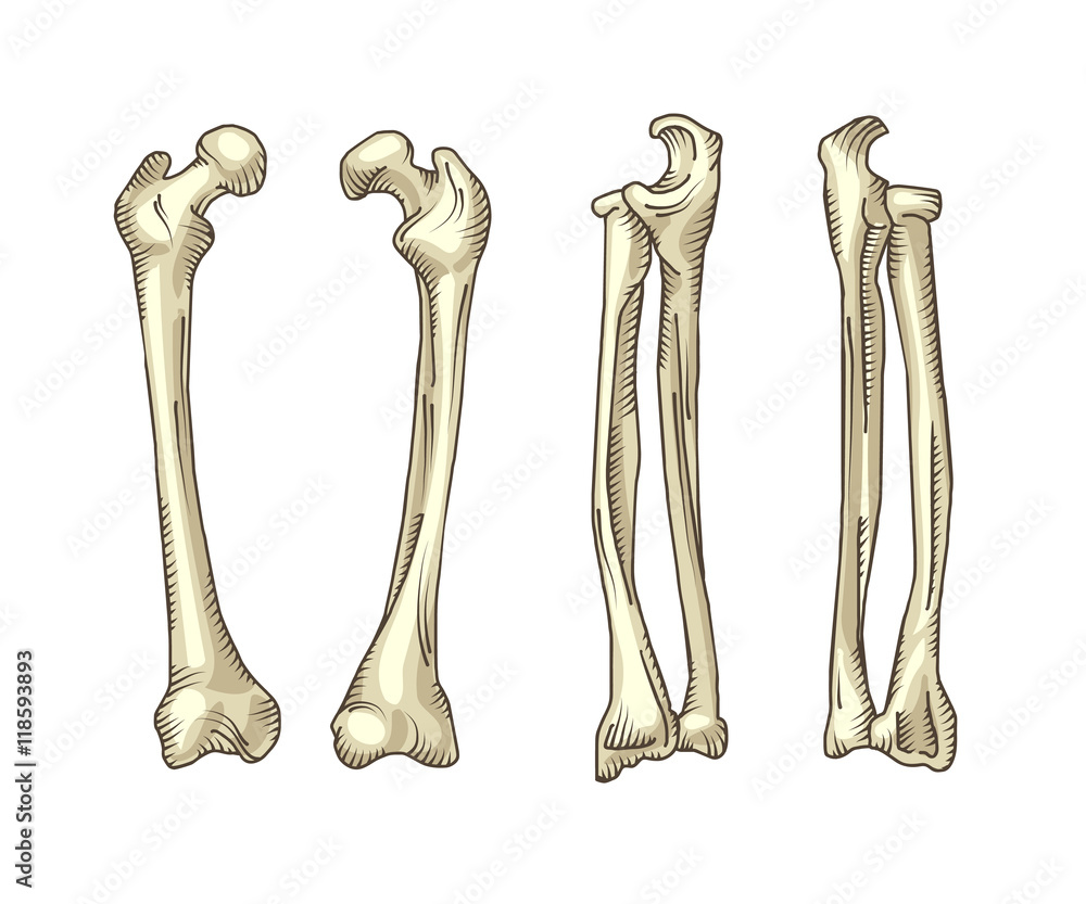 Hand drawn realistic human bones. Stock Vector | Adobe Stock