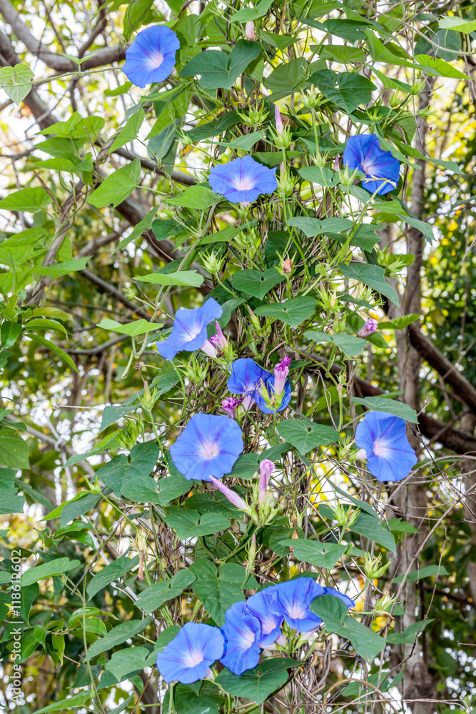 Liseron fleur bleu Liseron fleur bleu à l'île de la Réunion. Stock ...